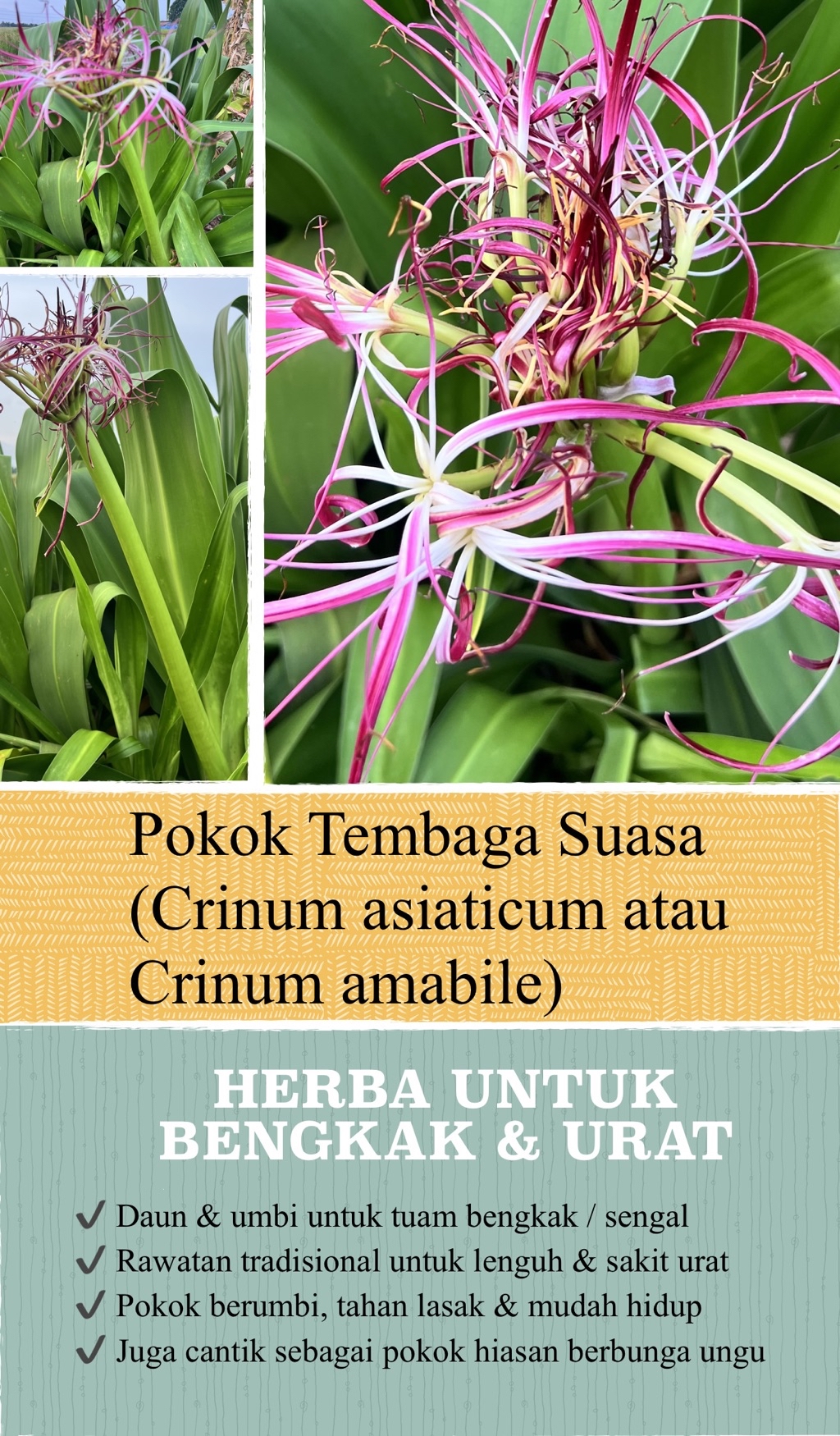 Anak Pokok Tembaga Suasa – Bunga Ungu Putih Asli – Live Plant | Shopee ...