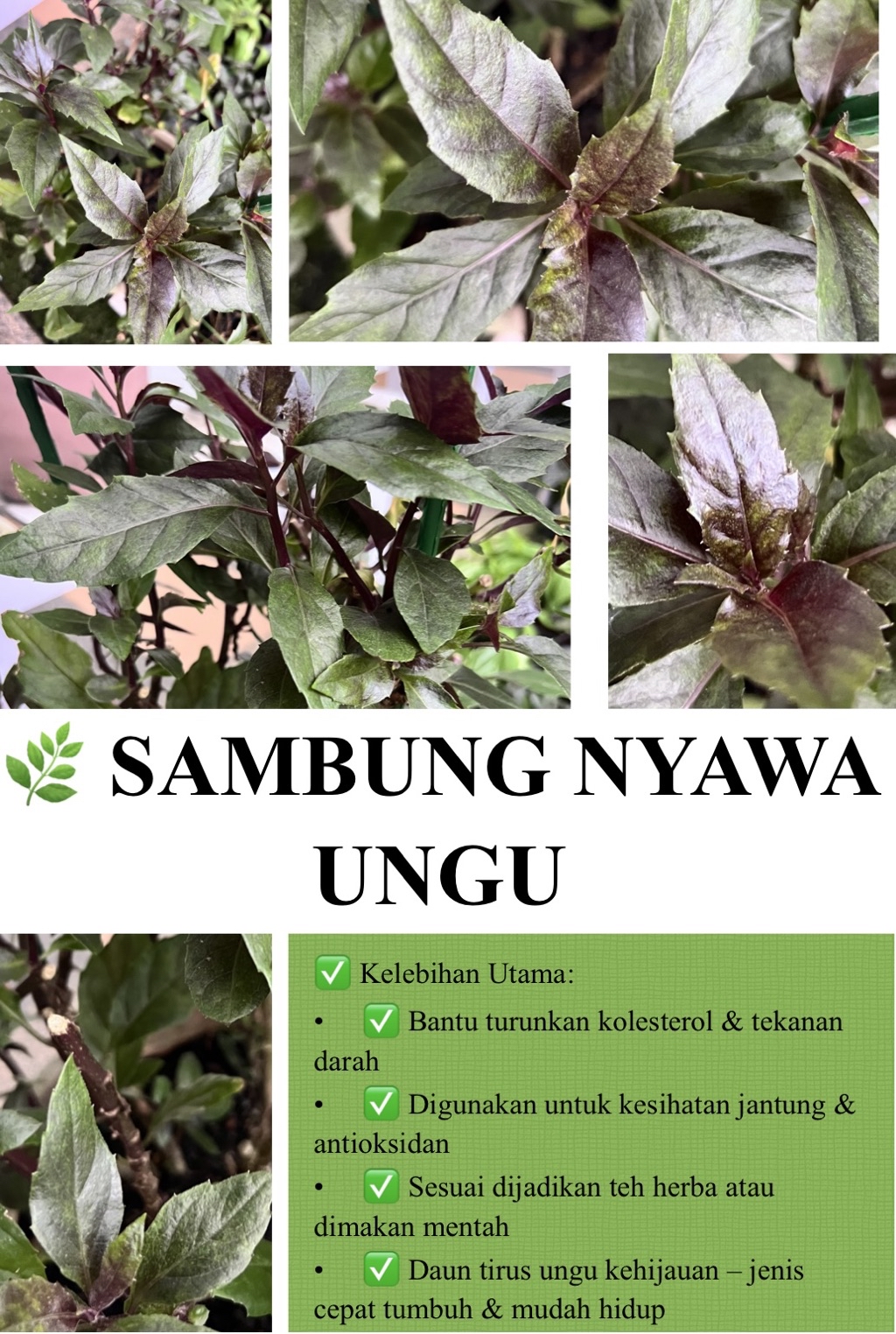 Anak Pokok Sambung Nyawa Ungu Hidup – Daun Tirus Ungu-Hijau Kaya ...