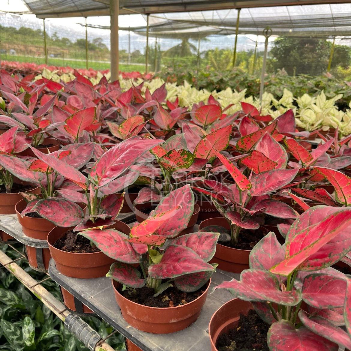 TKL - Aglaonema Ruby Pink/Chinese Evergreen Ruby/Aglaonema Black Rose ...