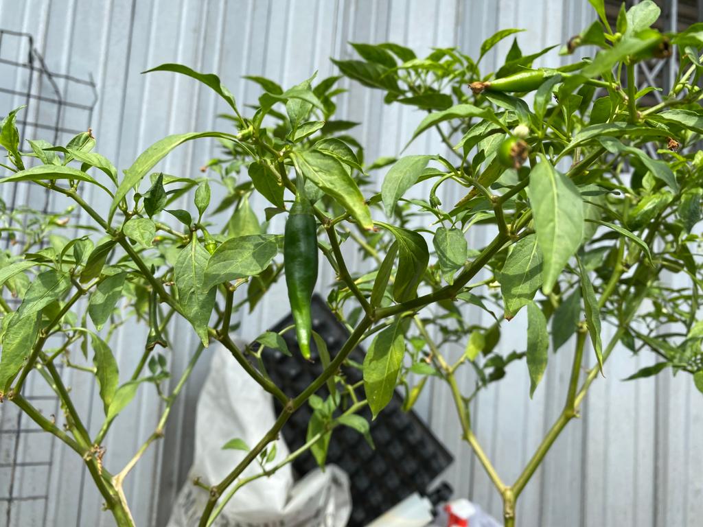 Biji Benih Sayur Cili Merah Besar - Vegetable Seed Red Chili SERBAJADI ...