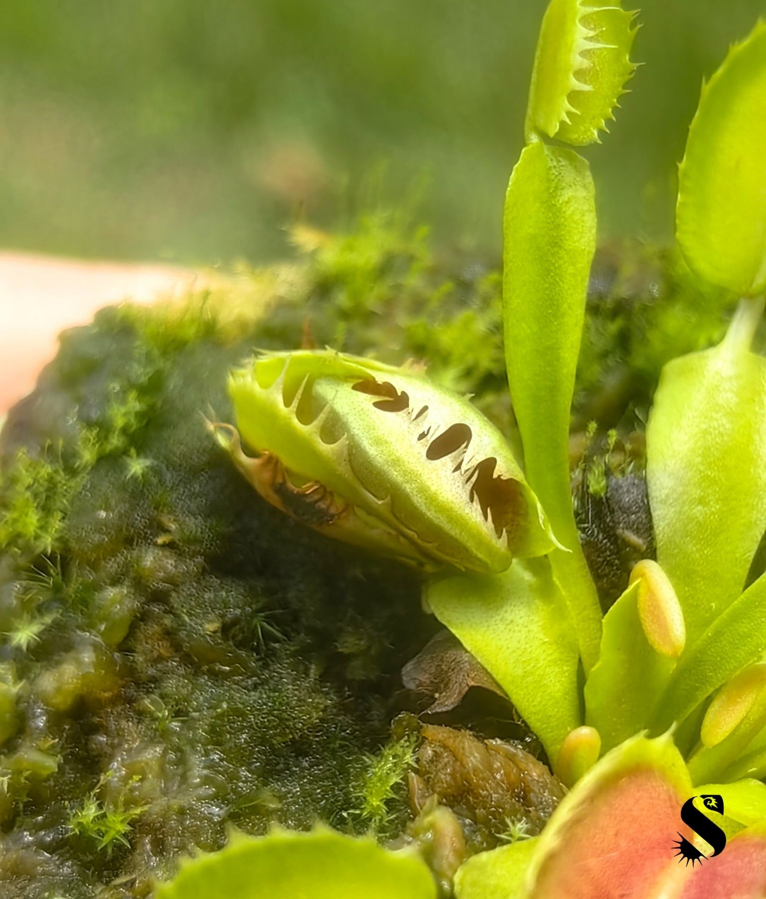 Dionaea Muscipula "Fuzzy Teeth", Carnivorous Plant, Terrarium ...