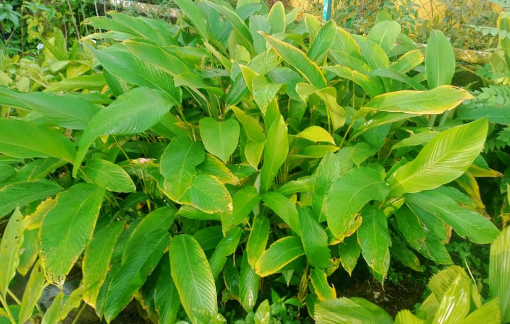Pokok Daun Lerek Lemang aka Phrynium Pubinerve Blume | Shopee Malaysia