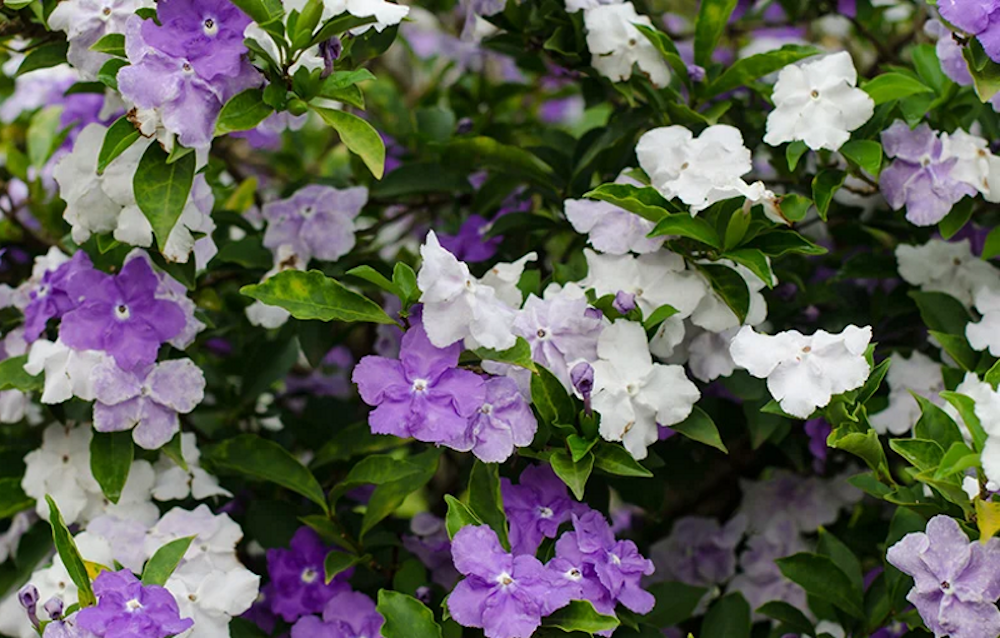 Anak Pokok Bunga Yesterday Today Tomorrow/Lady of The Night (Brunfelsia ...