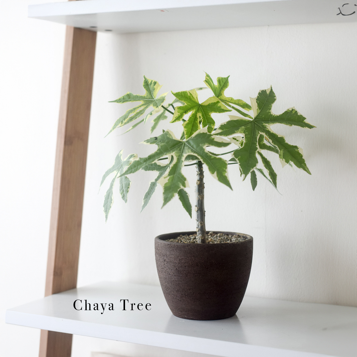 Cnidoscolus aconitifolius Variegated Spinach Chaya tree | The Plant ...