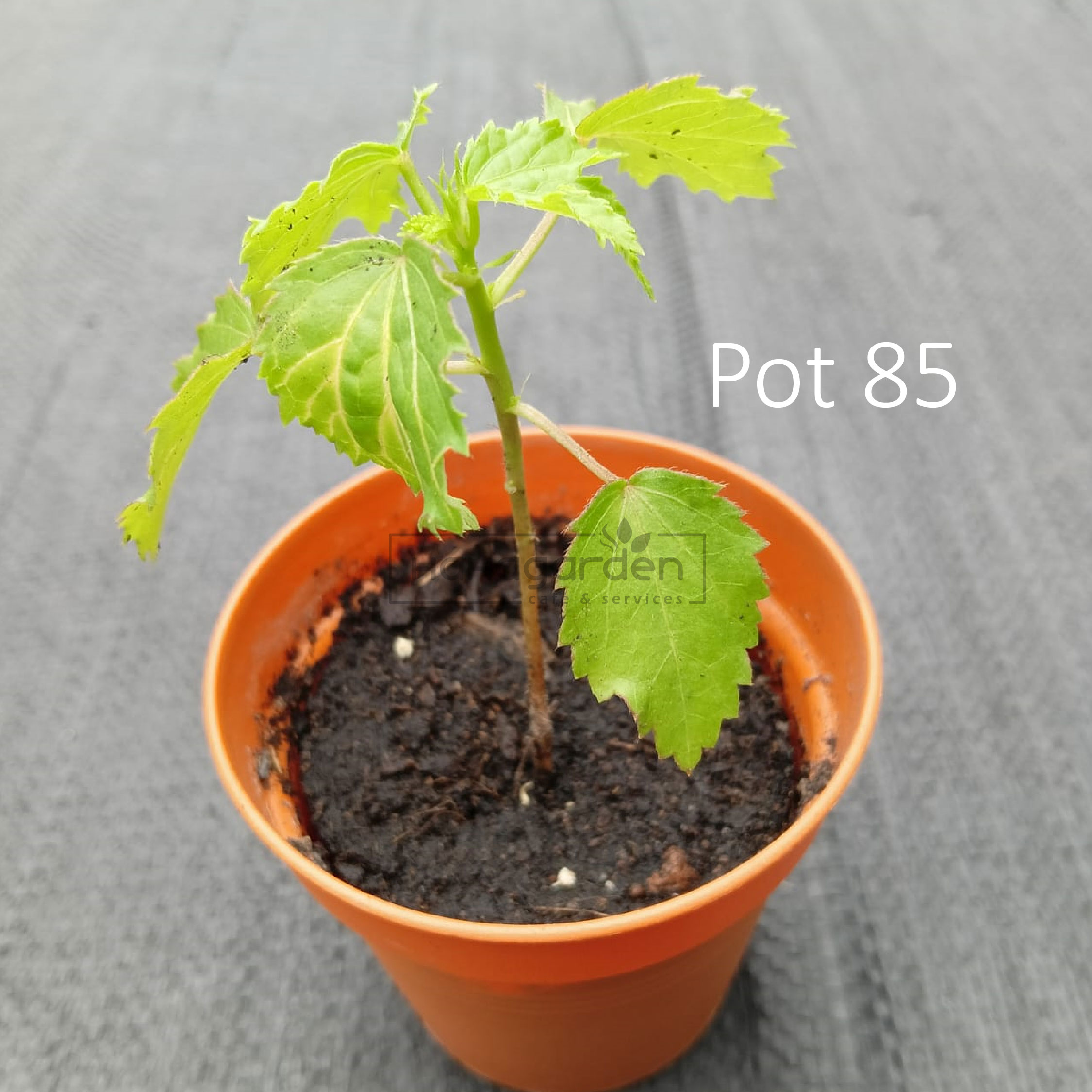 Anak Pokok Kenaf/ Kenaf Sapling/ Bunga Raya Hutan/ Hibiscus Cannabinus ...
