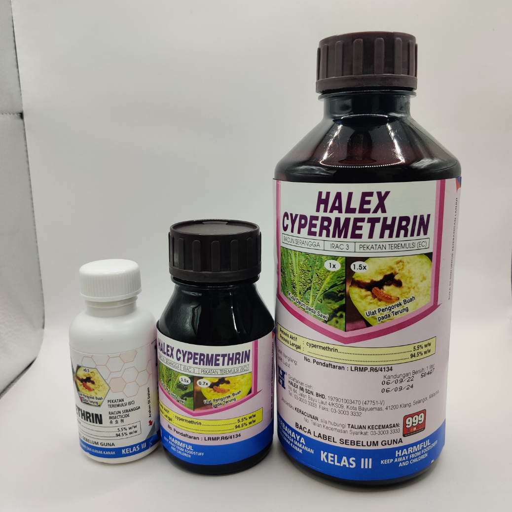 Racun Serangga ulat pengorek buah rama - rama atlas kumbang tanduk ulat ...