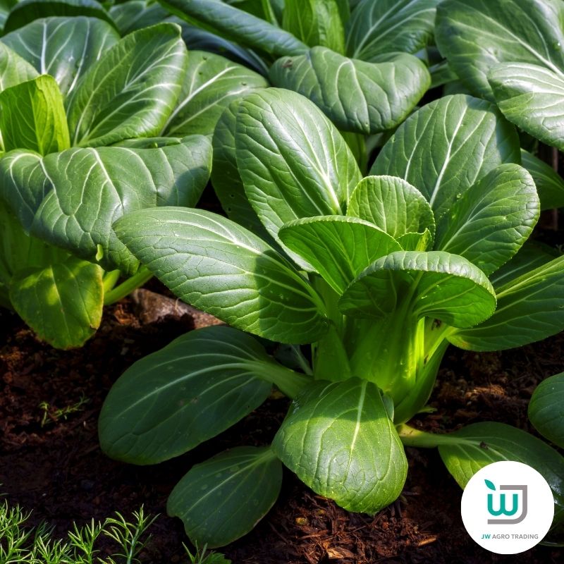 [280] Dwarf Type Pak Choy | Benih Pak Choy Kerdil | 矮脚大头清江白菜种籽 | Shopee ...