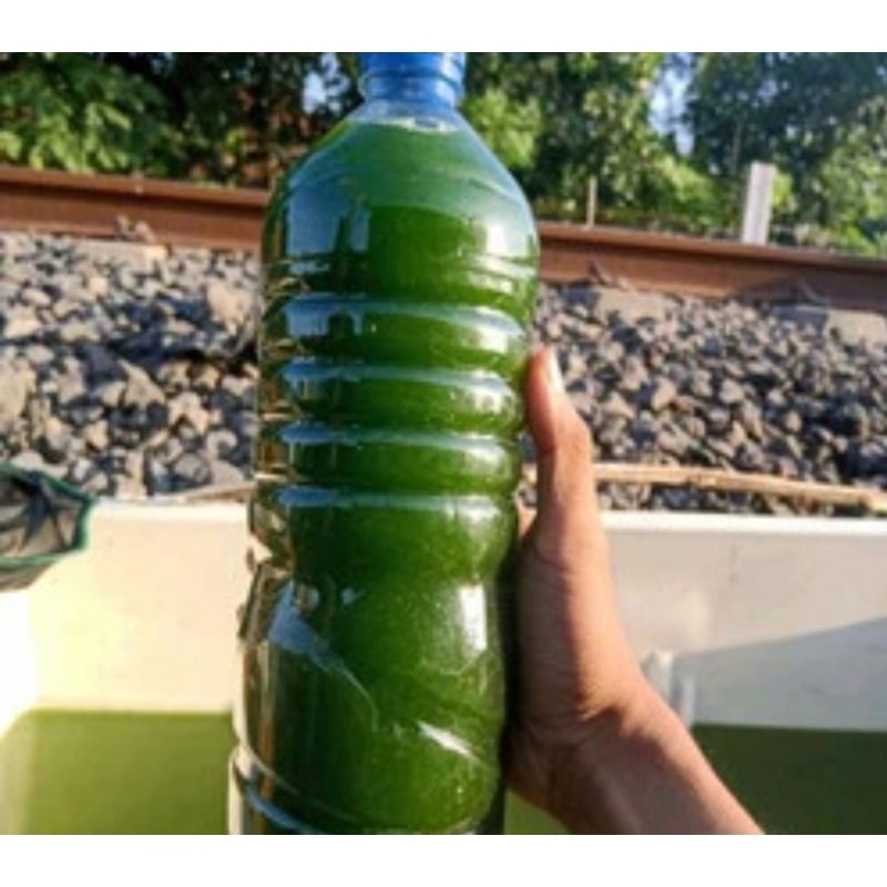 ️Beli5percuma1 ️1 bottle Green Water starter air hijau chlorella untuk ...