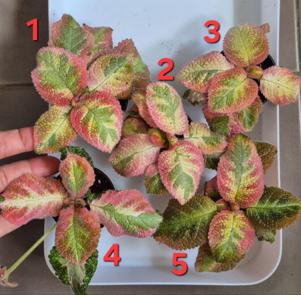 Episcia Picasso in smallest pot [Ready stock] | Shopee Malaysia