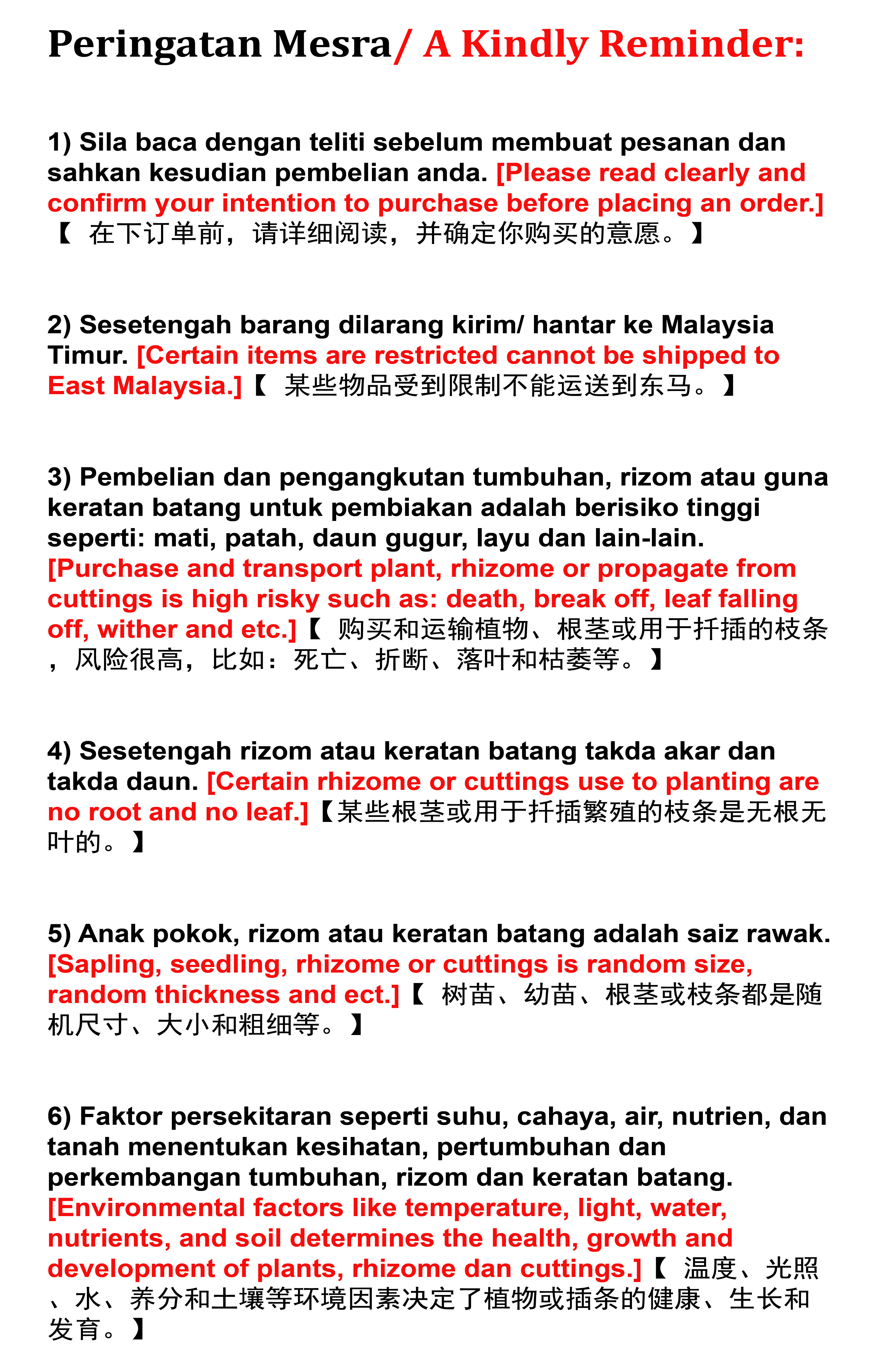 Anak pokok/ Limau Jari Limau Kuku Harimau Buddha's Hand Fingered Citron ...