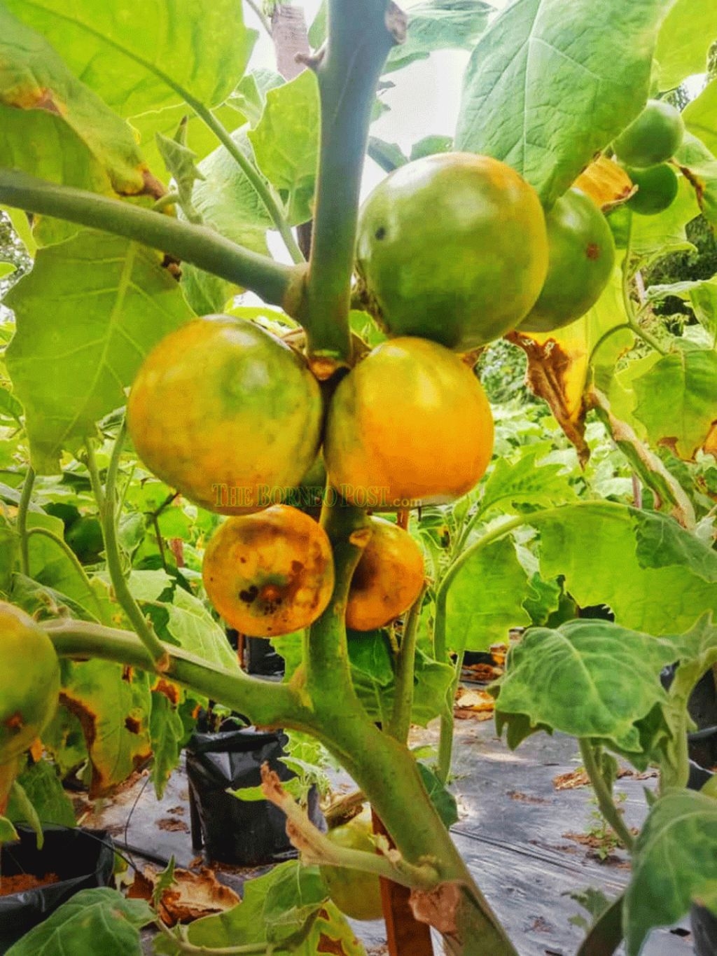 HSK [30pc] TERUNG ASAM SARAWAK TERUNG DAYAK TERUNG IBAN EGGPLANT SEED ...