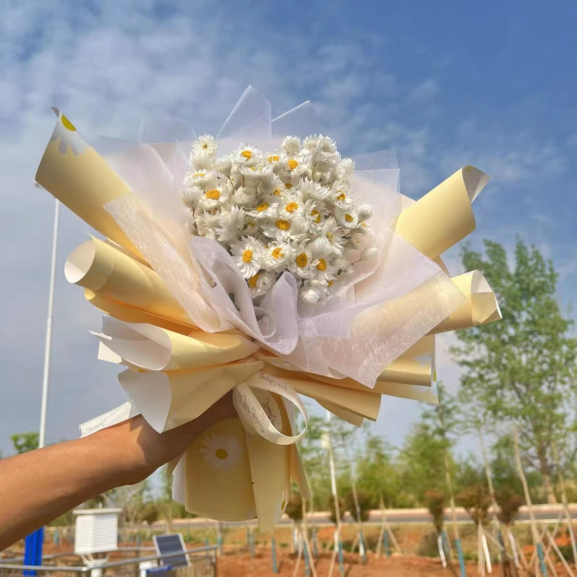 CHAMOMILE Dried Flower Dry Preserved camomile daisy Matricaria Bouquet ...