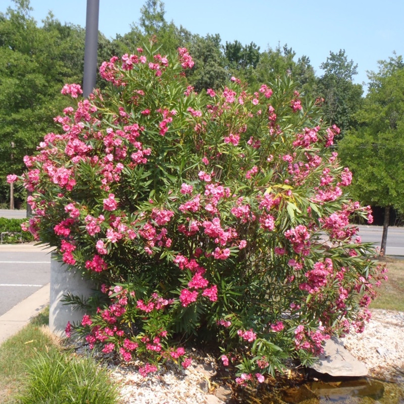 (GG real plant) nerium oleander ^ pokok hidup hiasan rumah luar live ...