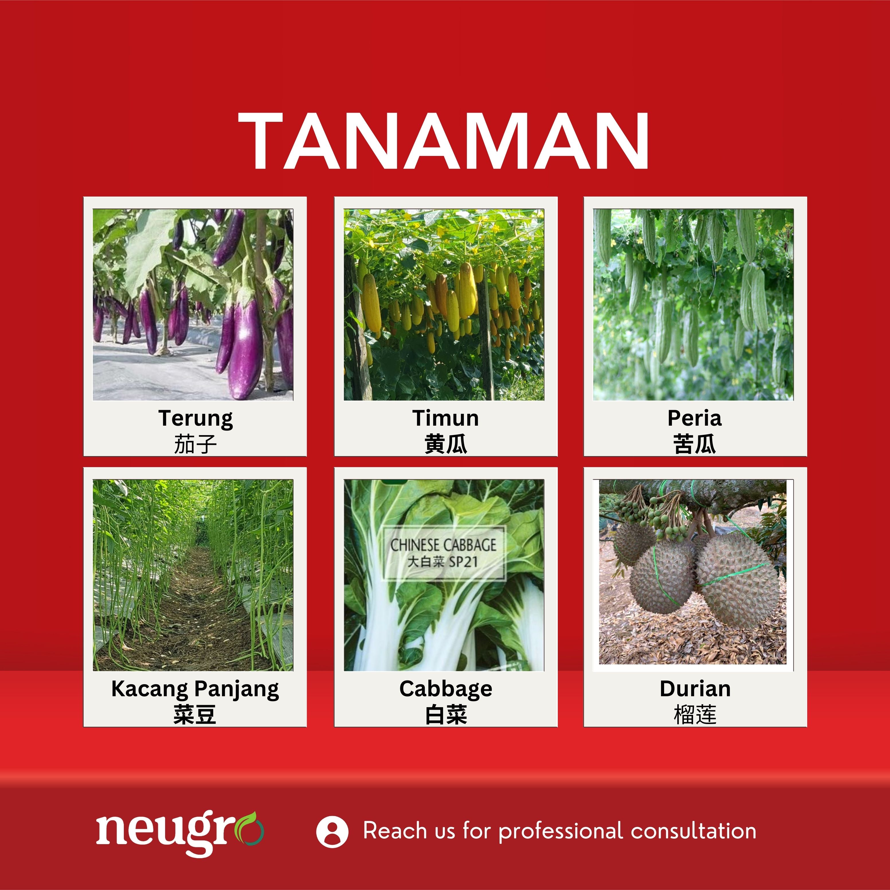 MOSPILAN Generic ACETAMOS莫西比 1kg acetamiprid 20% Racun Serangga Pertanian Lalat Putih Kutu Trip ...