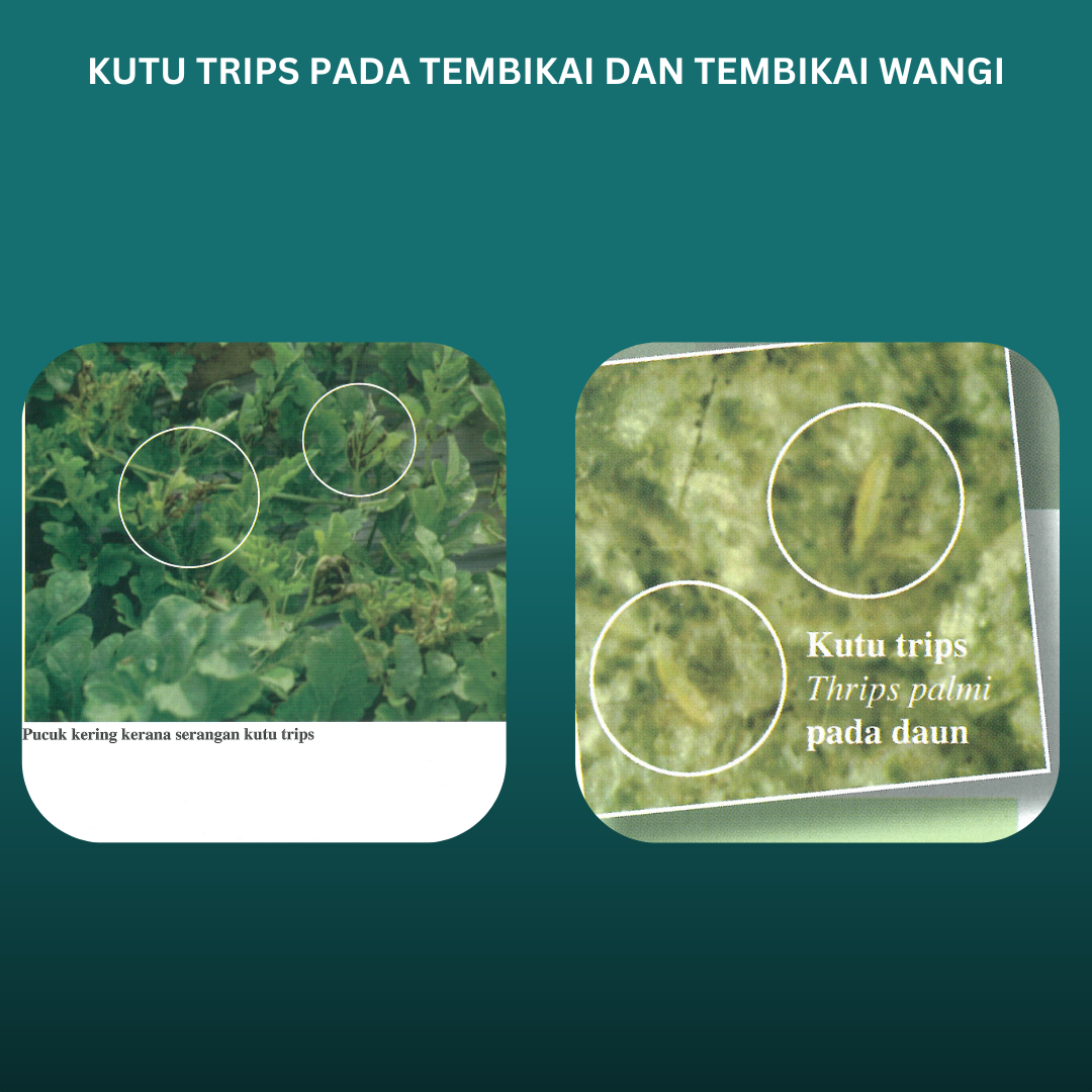 3kg Racun Serangga Buah Sayur Tumbuhan (Fruit vegetables Dinotefuran 1% ...
