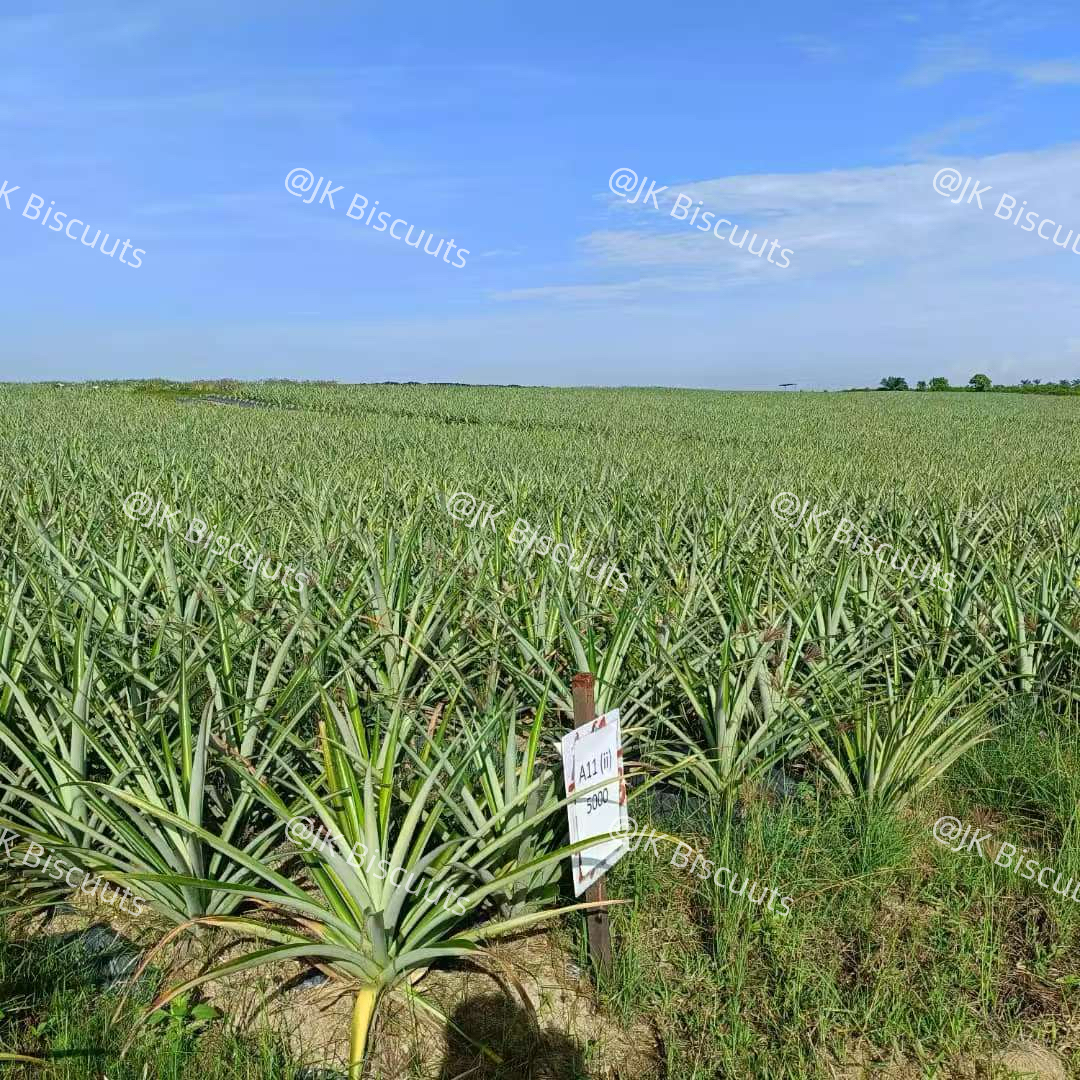 Nenas MADU MD2 , Pineapple MADU MD2 , Fresh & Manis；新鲜甜美 蜜糖 黄梨 凤梨 MD2👍👍 ...