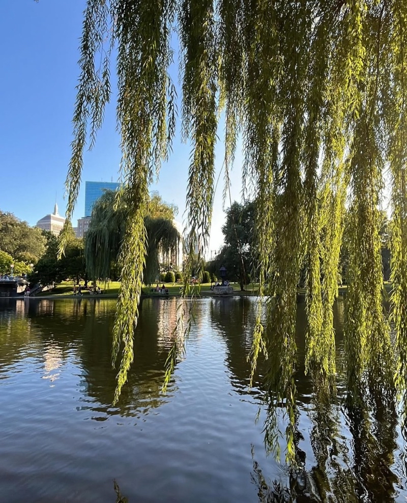 RINA • pokok janda merana • salix babylonica weeping willow tree ...