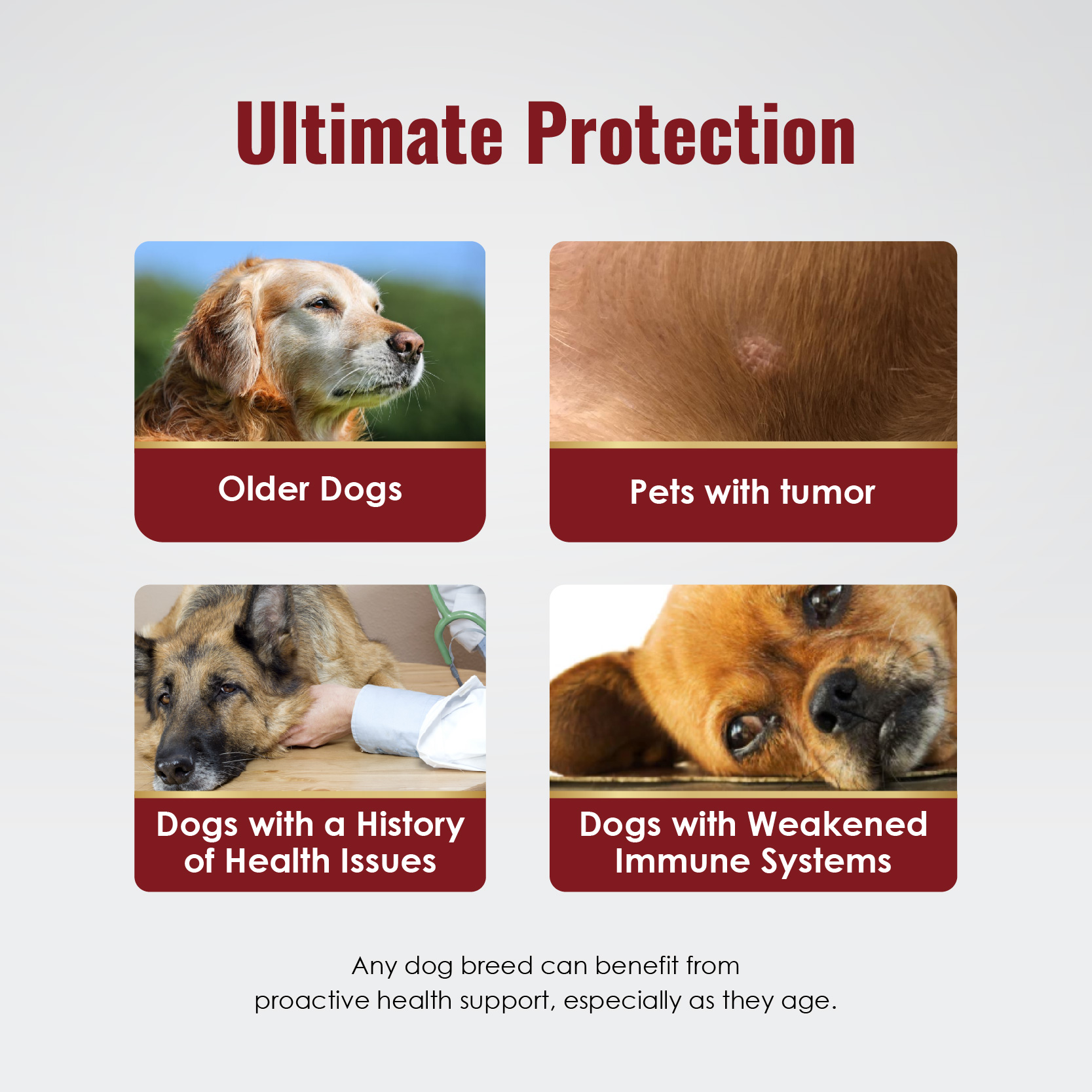 Predator Raw Life 20 Years Pet Supplement Medicine Cancer Tumour ...