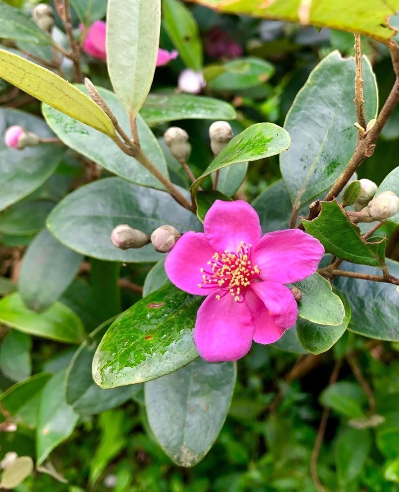 rina • anak pokok karamunting • kemunting keremunting rhodomyrtus ...