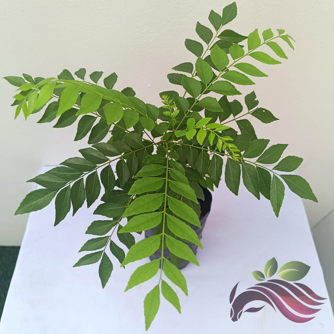 Curry Leaf Plant Pokok Daun Kari 咖喱叶 Murraya koenigii Sweet Neem Leaves ...