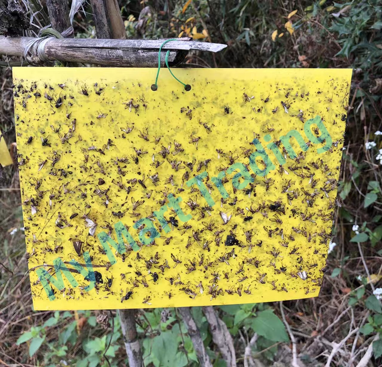 Perangkap Serangga Kuning Pelekat Serangga Kuning 15 cm x 20cm/20cm x ...
