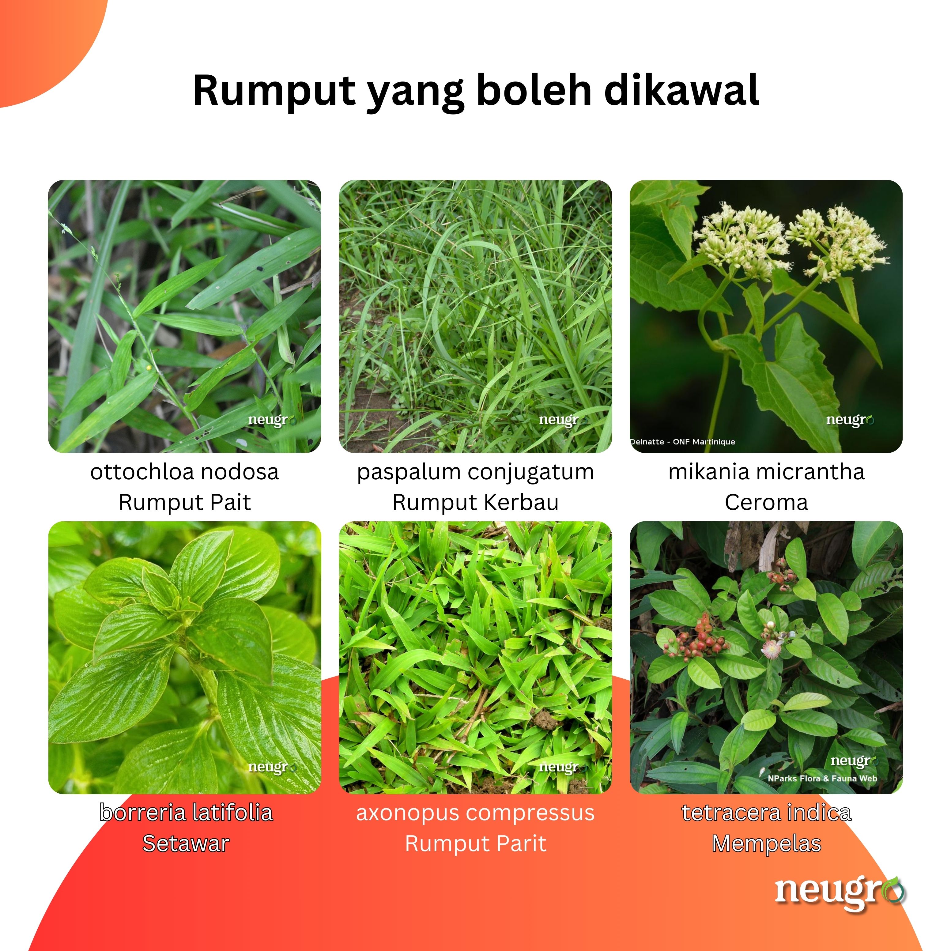 BASF Basagran M60 1L Herbicide Racun Rumpai Rumput Keladi Agas / Racun ...