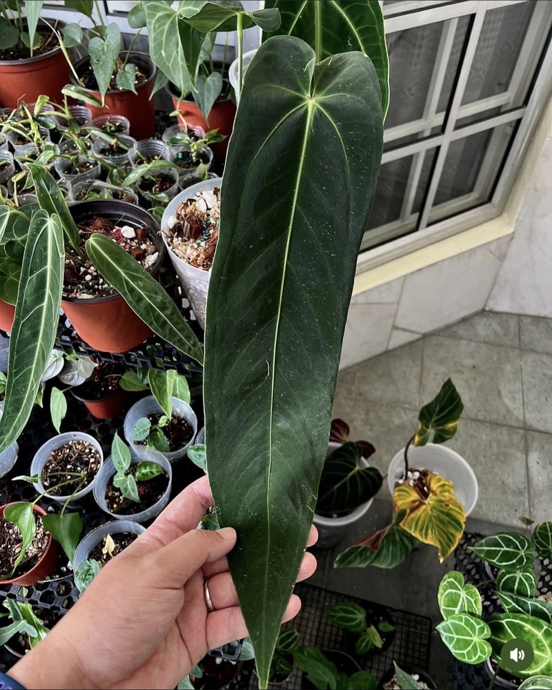Anthurium Warocqueanum Esmeralda Ecuagenera Ecuador rare aroid live ...