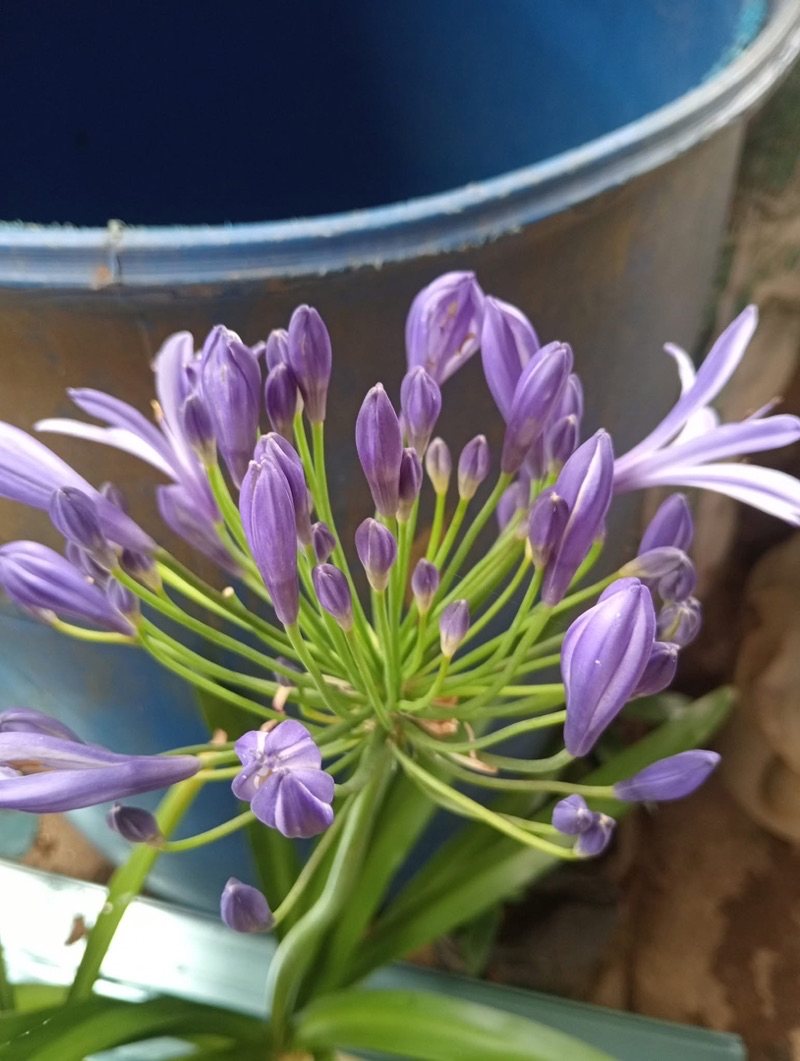 Pokok bunga blue nile lily, agapanthus | Shopee Malaysia