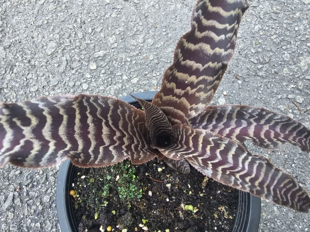 Bromeliad Cryptanthus Pheasant Tail [Ready stock] | Shopee Malaysia