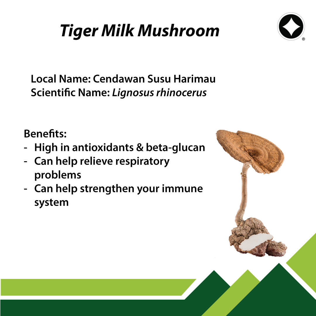 Tuber Cendawan Susu Harimau / Tiger Milk Mushroom Tuber (Sclerotium ...