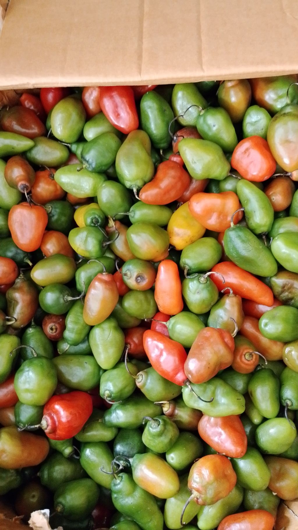 Chilli atau cabe gendot @250g | Shopee Malaysia
