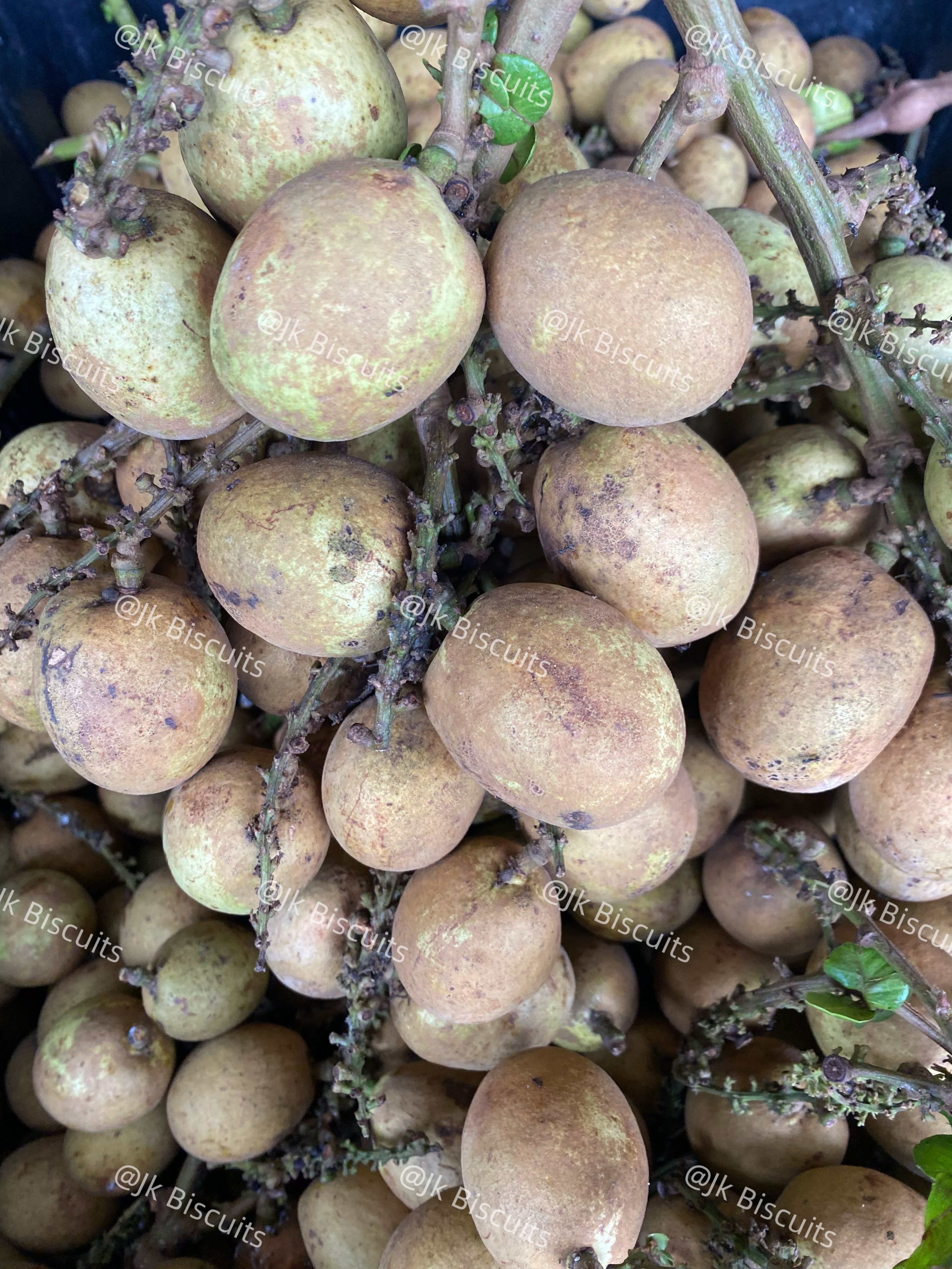 Buah Longan brazil Segar & Manis , Brazilian longan fruit Fresh & Sweet ...