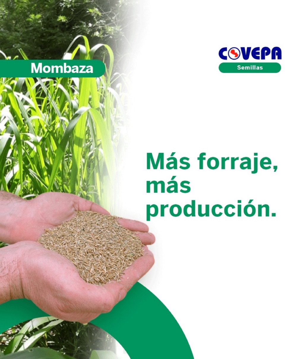 100g Guinea Mombasa Grass Seeds (30,000 Biji) Keatas Benih Rumput Lembu ...