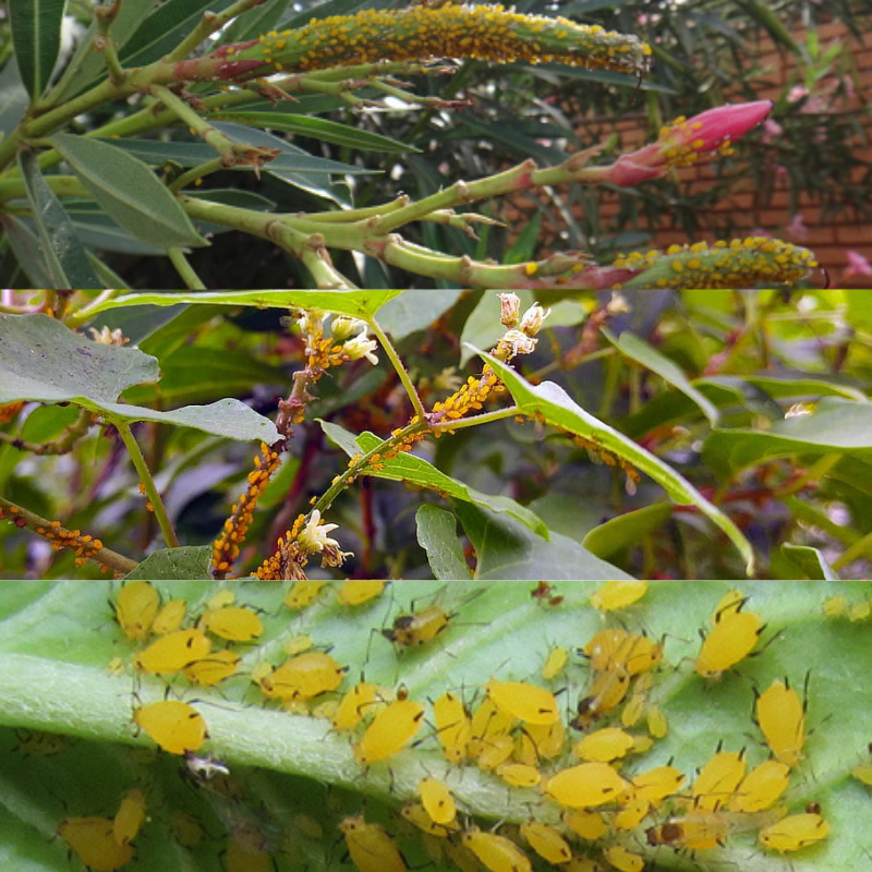 Dinotefuran 1% Starkle G 1kg Racun Serangga Tabur Sahaja Perlindungan ...