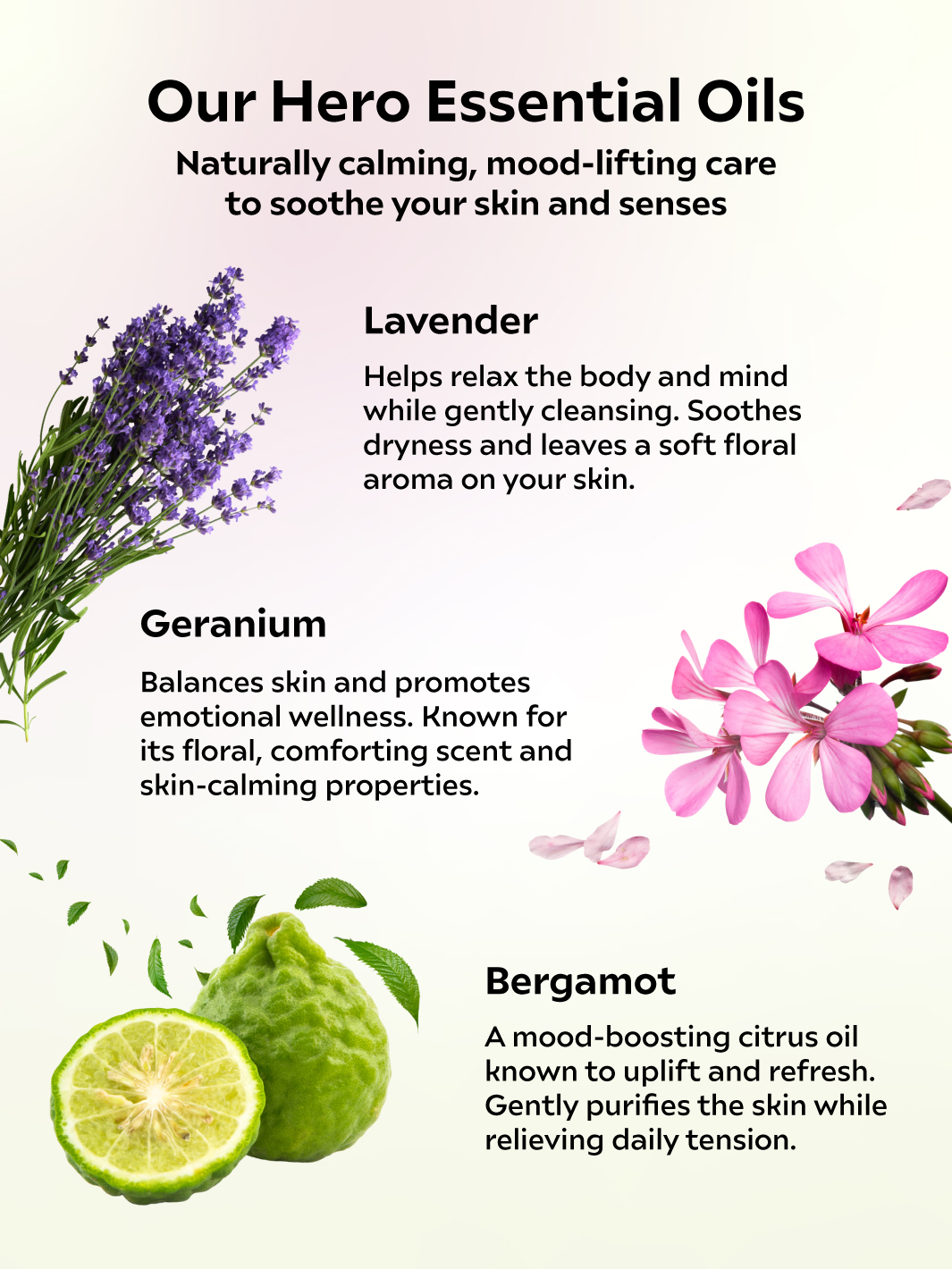 [NEW] The Olive Tree Set D #1- Lavender Bergamot Body Wash & Lotion Set ...