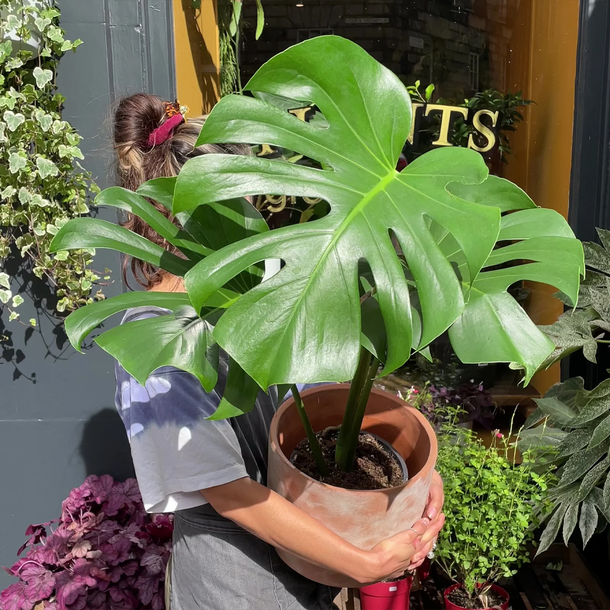 Monstera Deliciosa M Size Monstera | The Plant Project | Shopee Malaysia