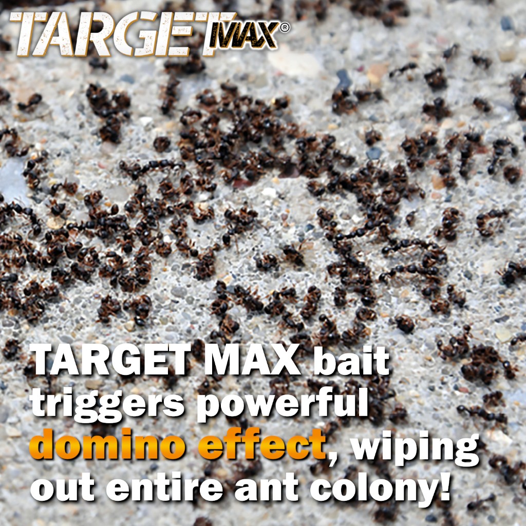TARGET MAX Anti Ant Killer Bait Ubat Semut Berkesan Racun Semut ...