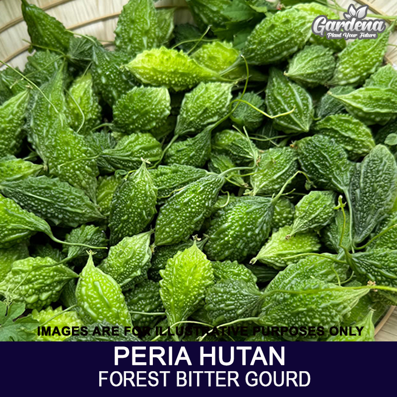 biji benih Peria Katak/ peria hutan / Peria Mini /Peria dwarf | Shopee ...
