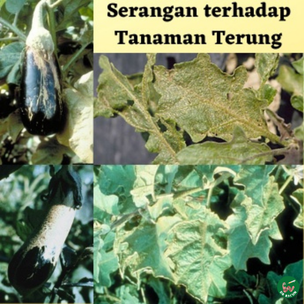 Dinotefuran 1% Starkle G 1kg Racun Serangga Tabur Sahaja Perlindungan Buah Sayur Bunga | Shopee ...