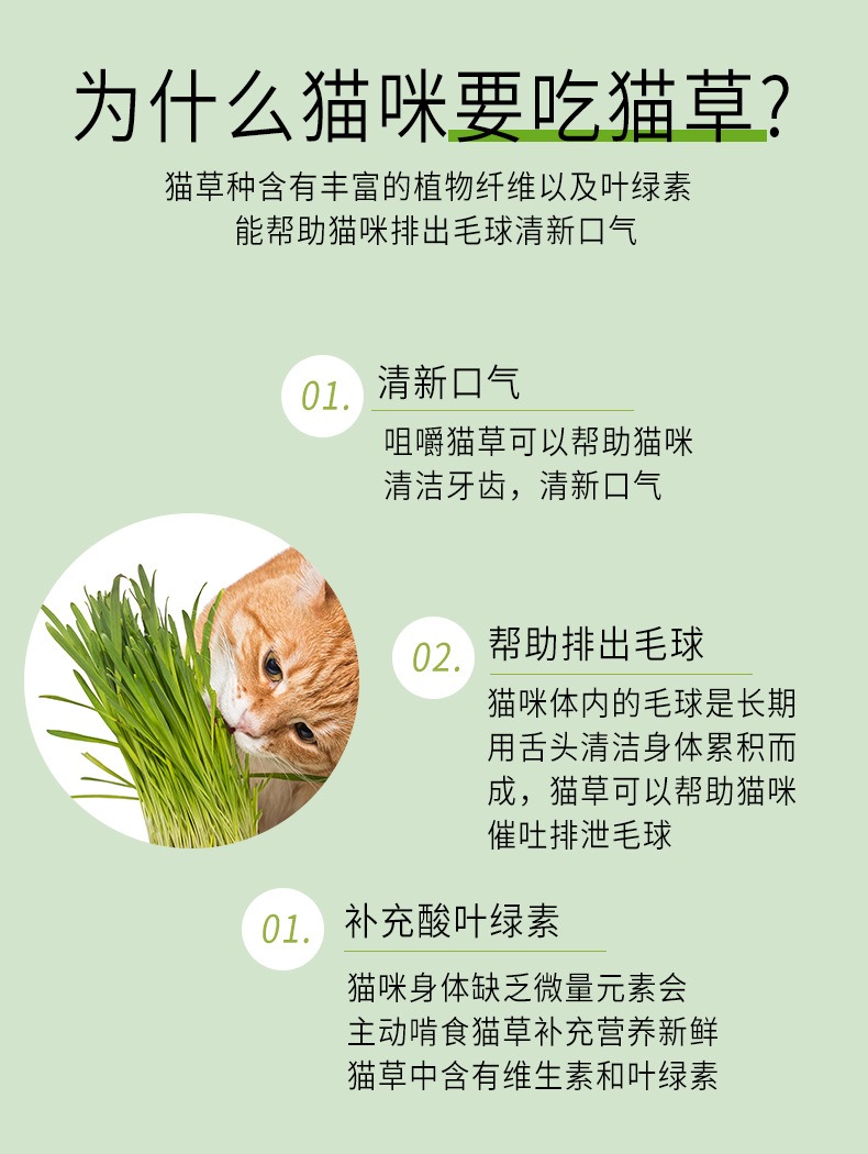 Wenbo Kotak Rumput Lazy No-Soil Cat Grass Box Small Fish Hydroponic ...