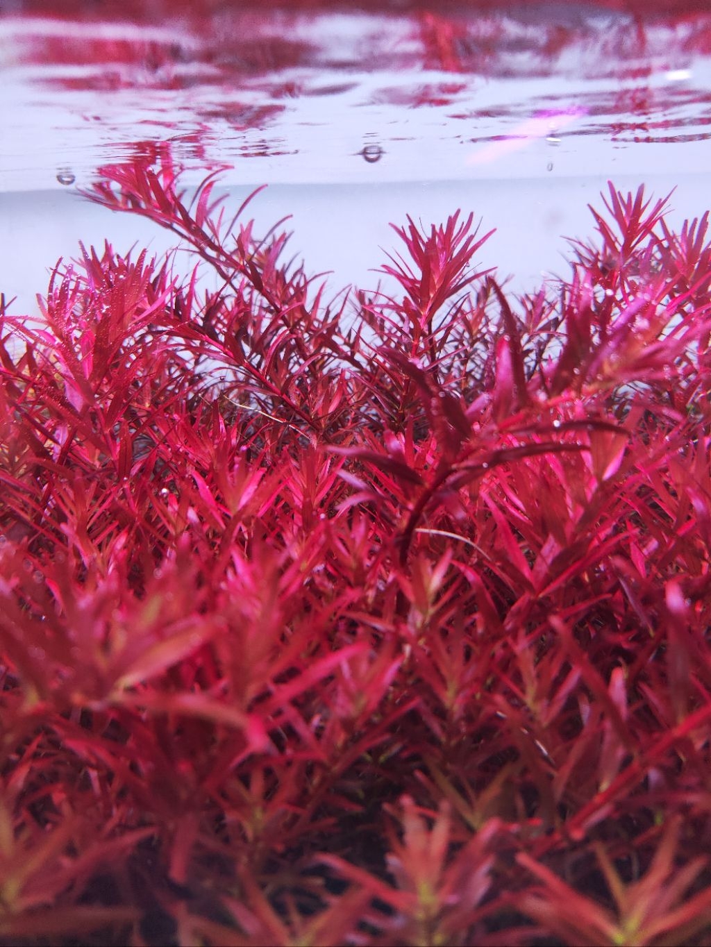 Rotala Blood Red SG/Vietnam 5 stem submerged form,aquatic plants ...