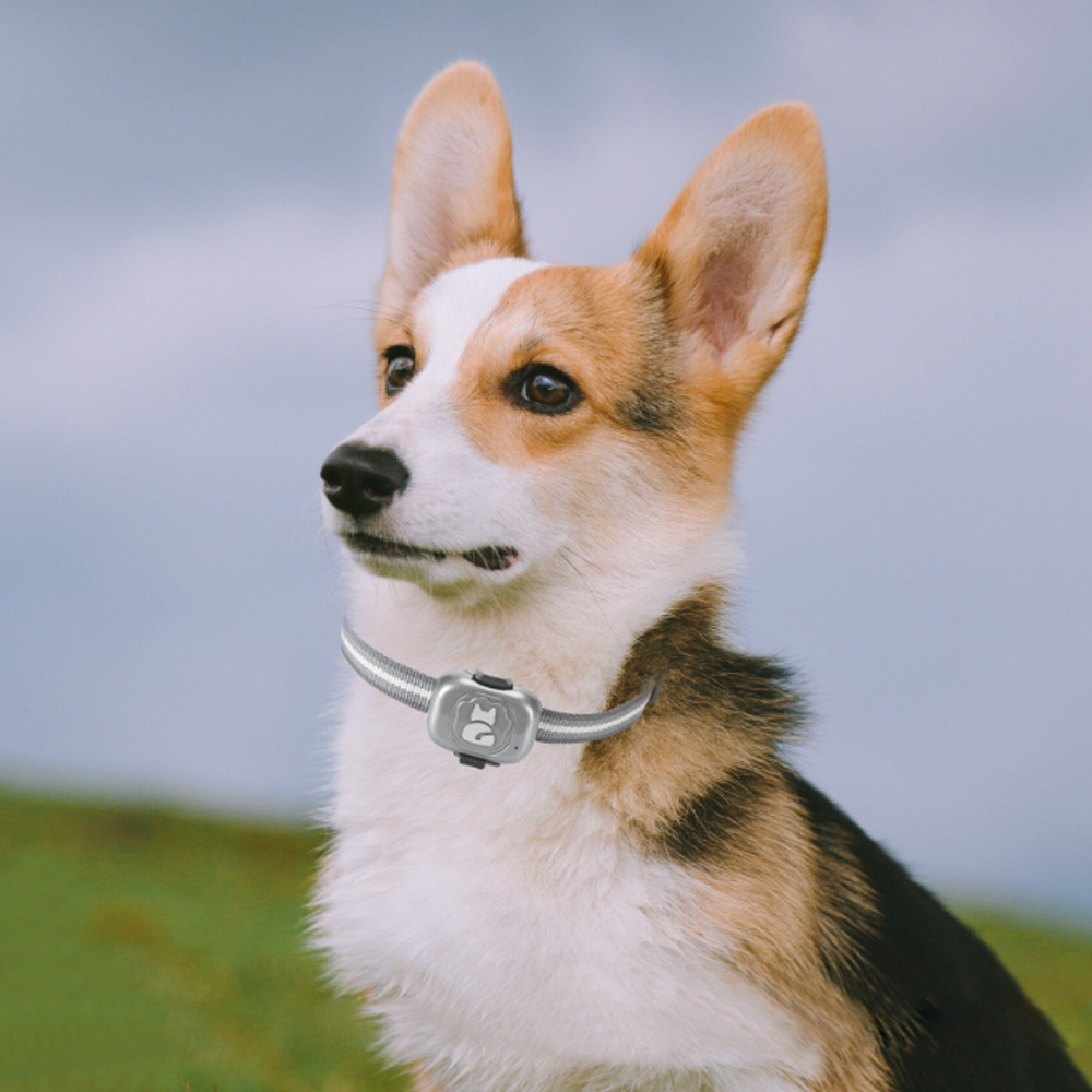Smart Pet Cat Dog Colla tag GPS Locator Pet Positioning Tag Tracker ...