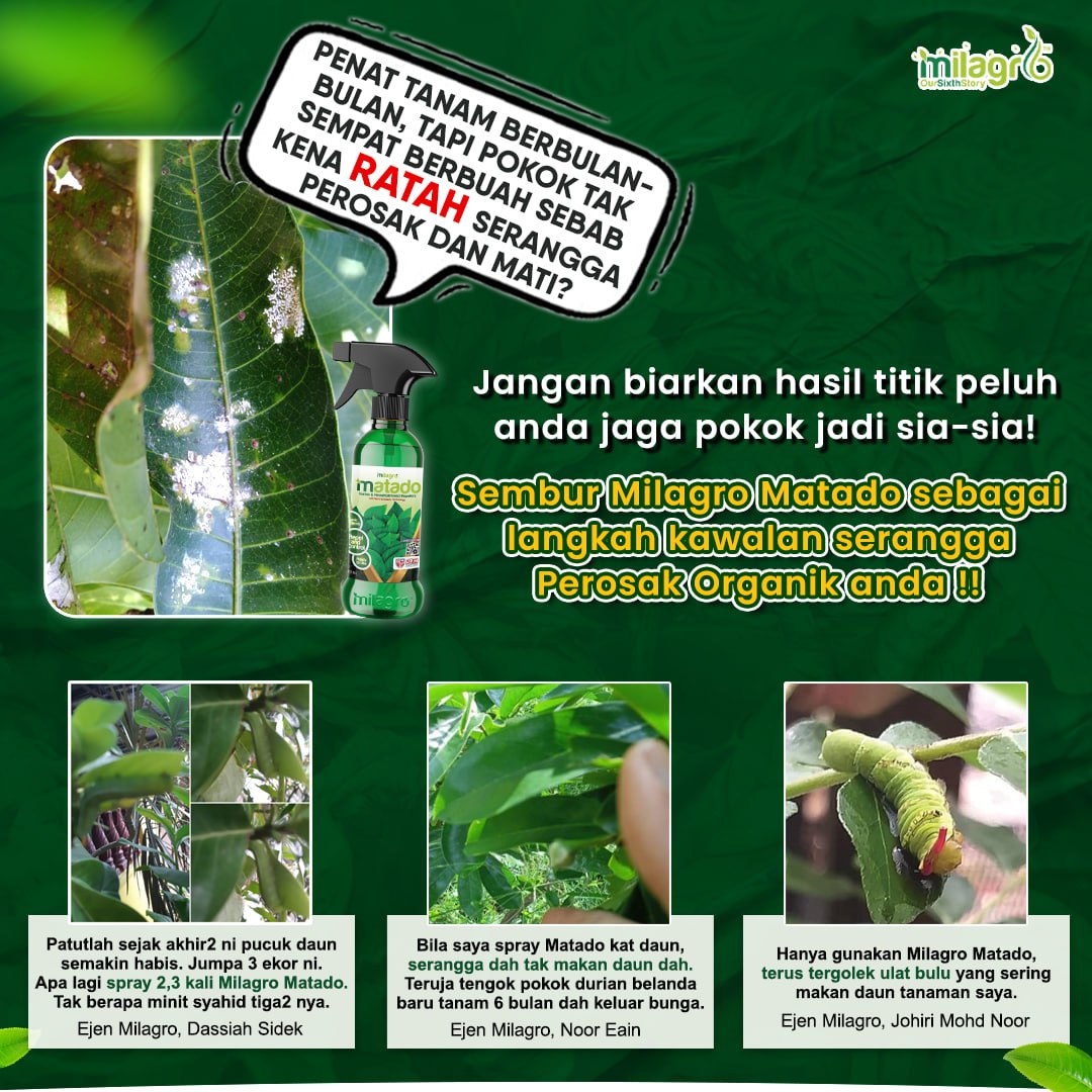 [Set MATADO] Spray Serangga Organik by Milagro (PREMIUM) Multipurpose ...