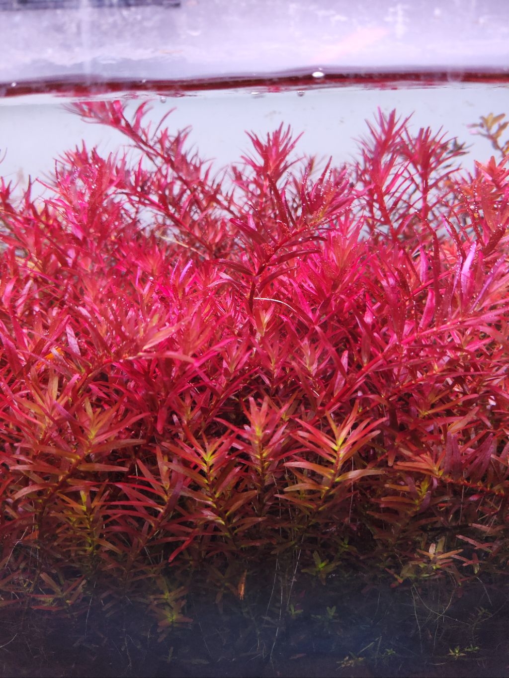 Rotala Blood Red SG/Vietnam 5 stem submerged form,aquatic plants ...