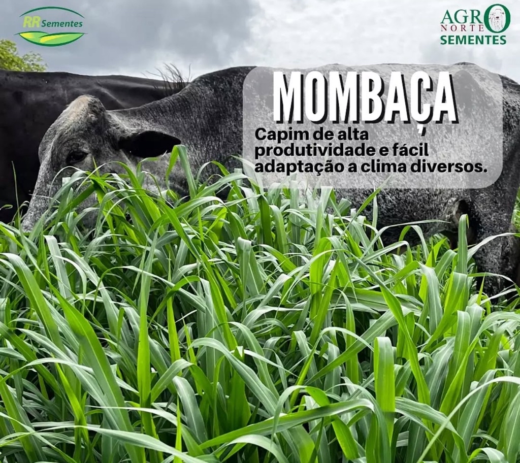 100g Guinea Mombasa Grass Seeds (30,000 Biji) Keatas Benih Rumput Lembu ...