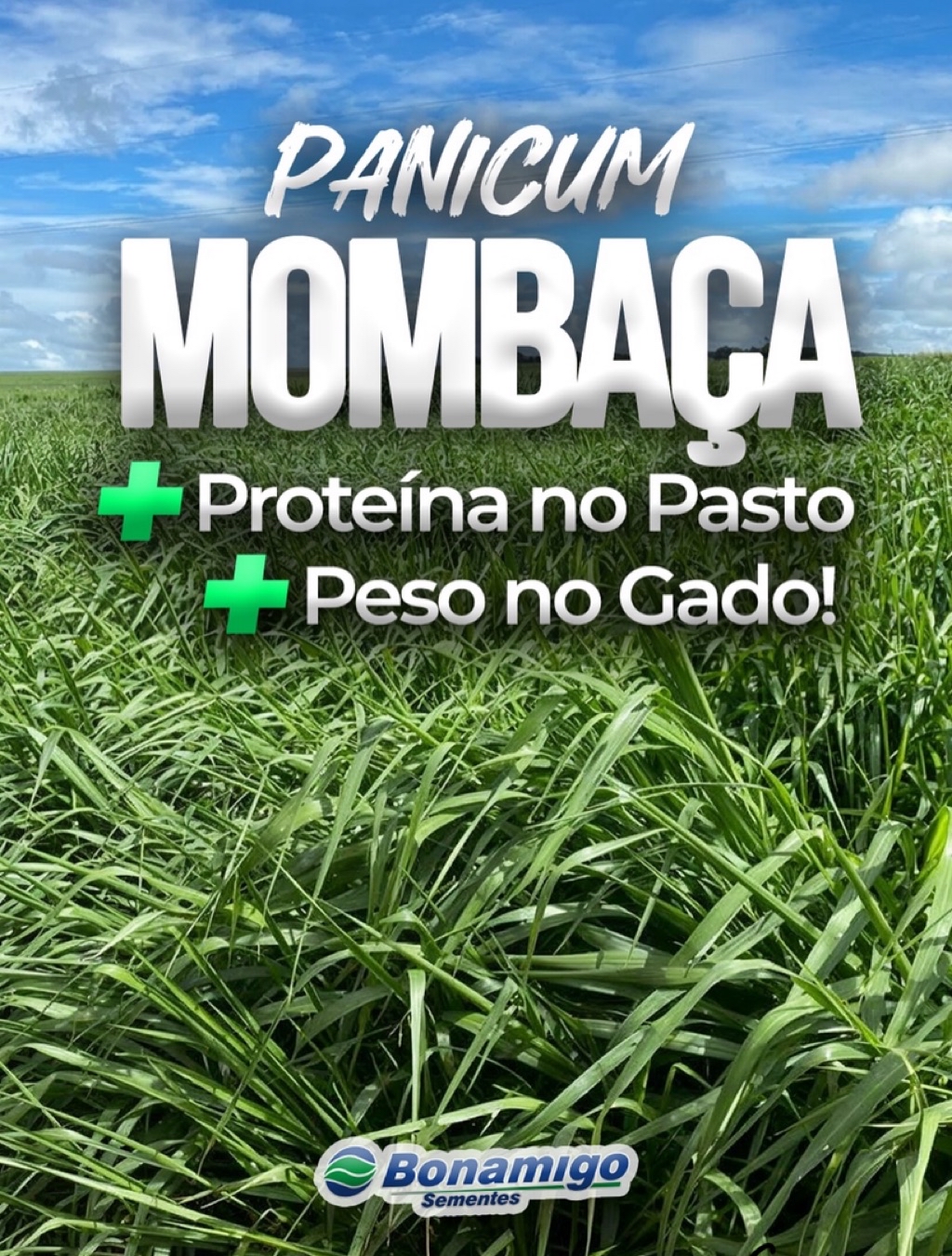 100g Guinea Mombasa Grass Seeds (30,000 Biji) Keatas Benih Rumput Lembu ...