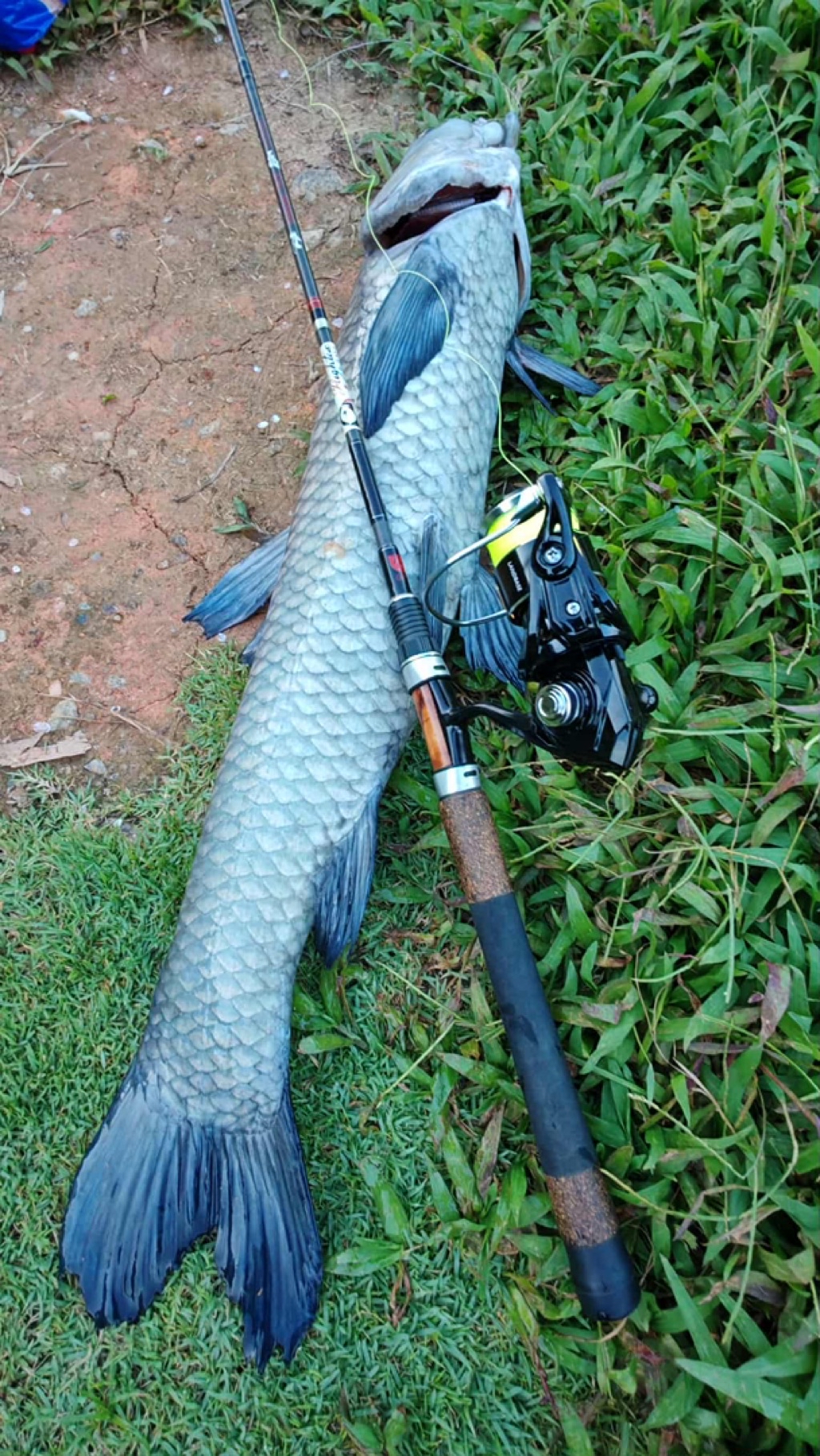Rengitfisherman - Landbase 2025 Raven 1000 5+1BB 8kilo Drag 5.2:1 Ratio ...