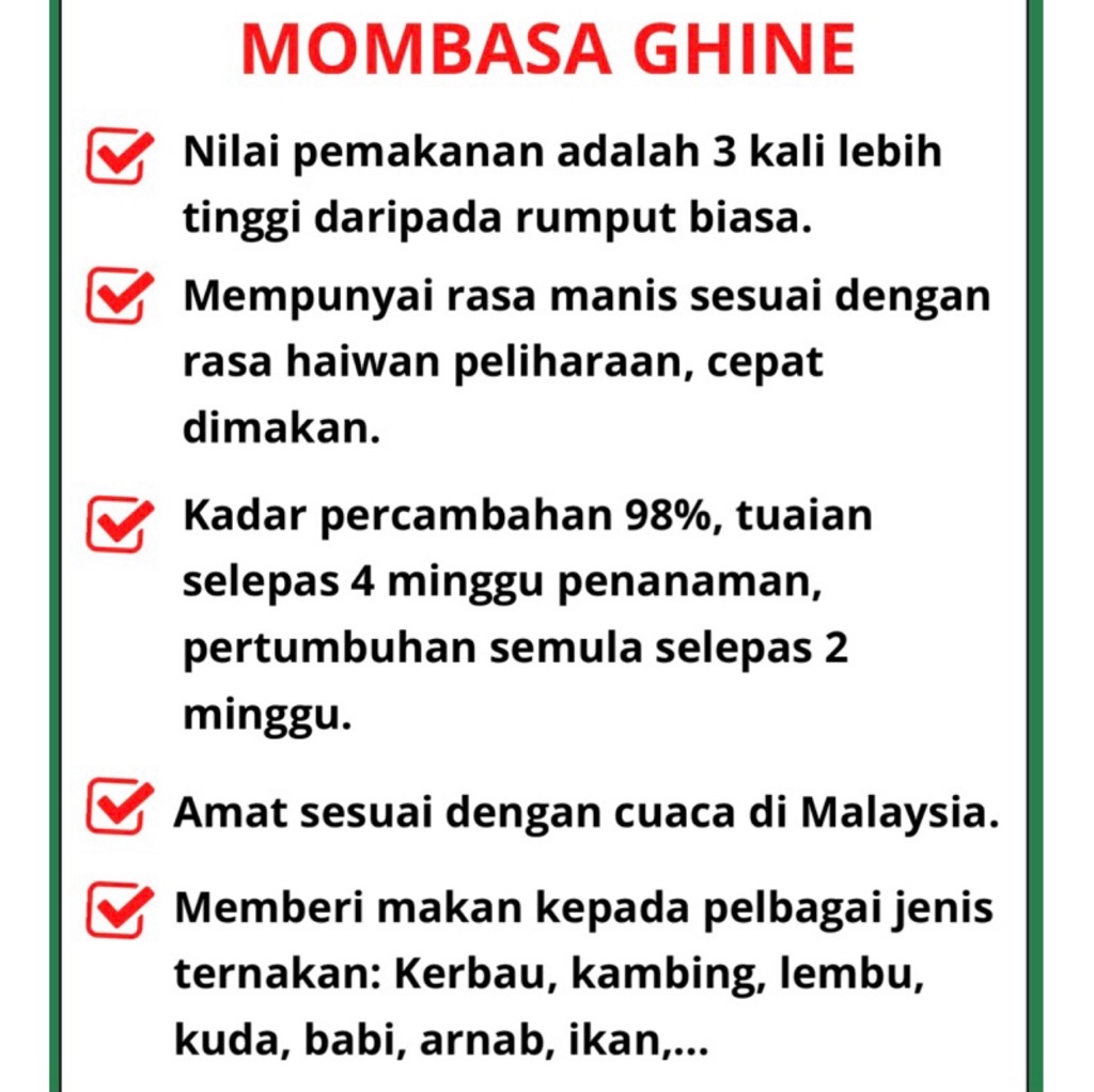 1KG Guinea Mombasa ghine Grass Seed Biji Benih Rumput Lembu Kambing ...