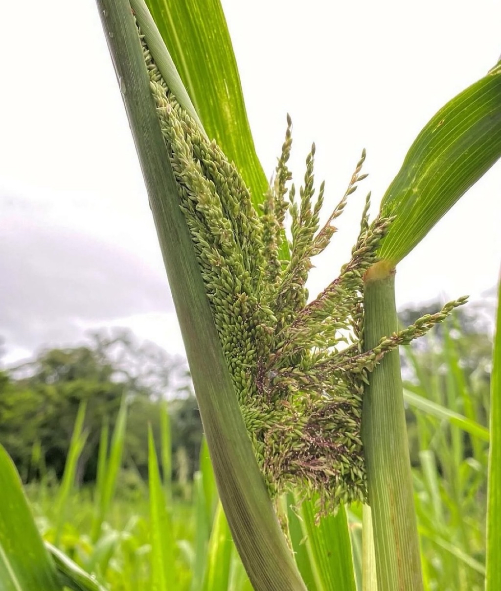 10g (Trial Pek) Rumput Benggala Miyagui Grass Seeds Rumput Lembu ...