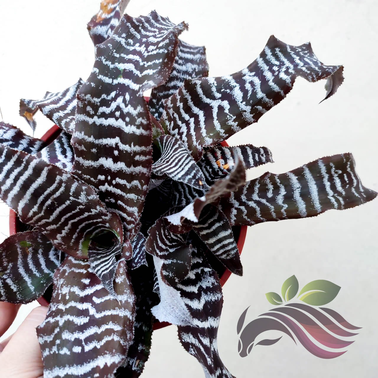 [Bromeliad] Cryptanthus Series / Earth Star / Cryptanthus Zonatus by LS ...